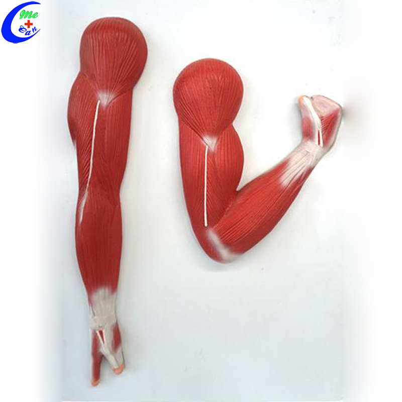 Medical Muscle Anatomical Models for Teaching | MeCan