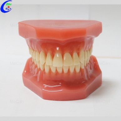 Dental Study Model, Dental Teeth Orthodontic Model | MeCan