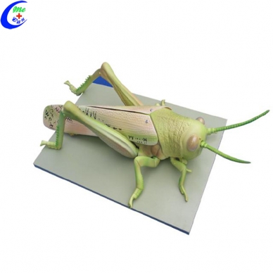 Enlarged Locust Anatomy Model | MeCan