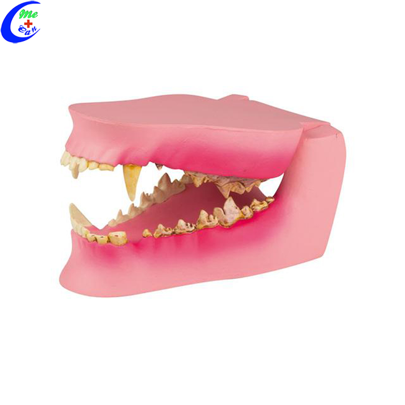 Dog Oral Cavity Teeth Model | MeCan