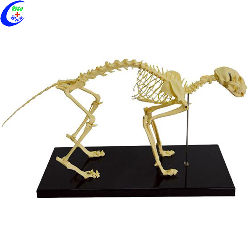 PVC Adult Cat Skeleton Model With All Bones | MeCan