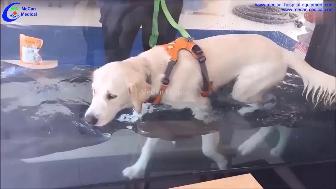 Electric Dog Hydrotherapy Underwater Treadmill