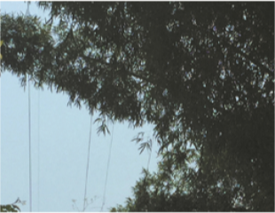 Shop Laser Cannon, Laser To Cut Tree Branches On Usiland Optronics