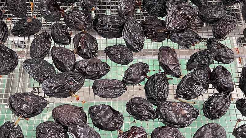 Prune Dryer Machine - Jimu