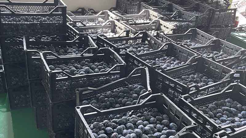 Prune Dryer Machine - Jimu