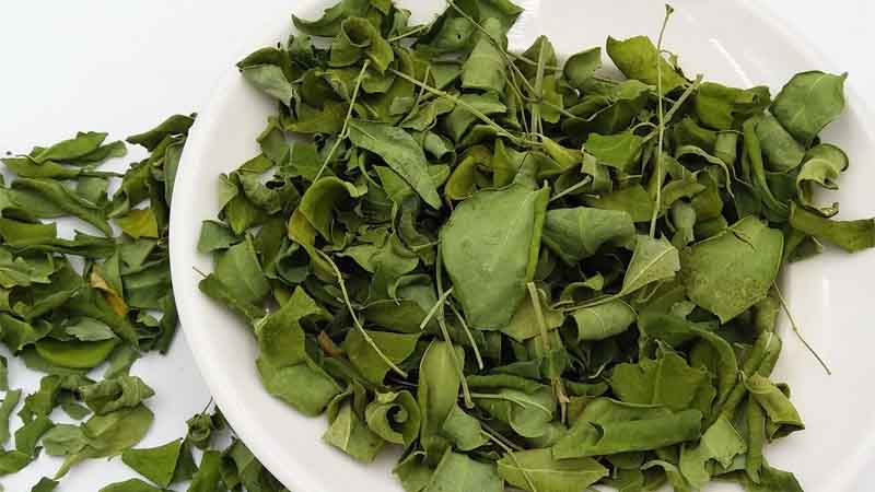 Moringa Drying Machine - Jimu