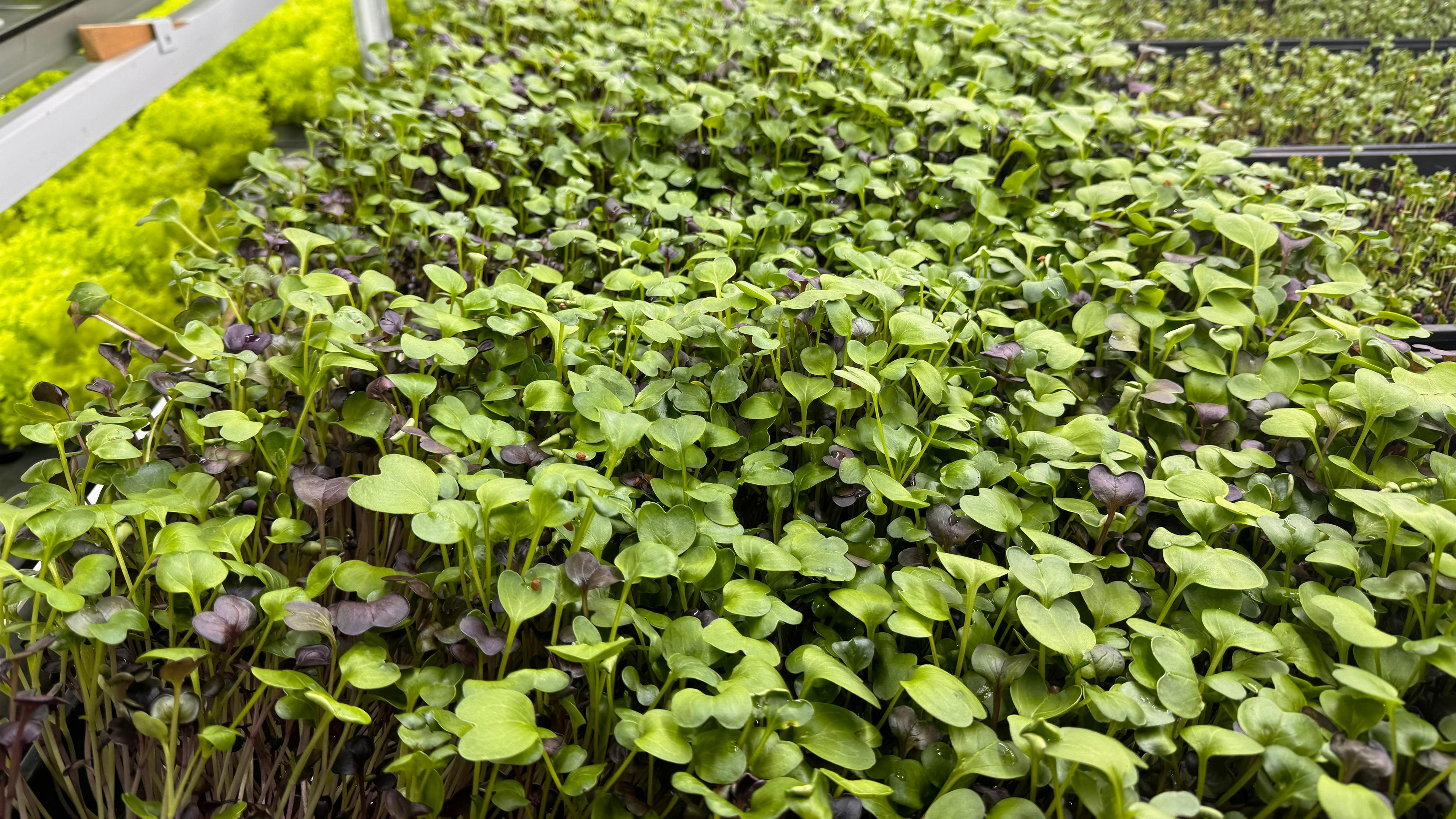 EBB (Ebb and Flow) System for Microgreens – Complete Hydroponic Growing ...