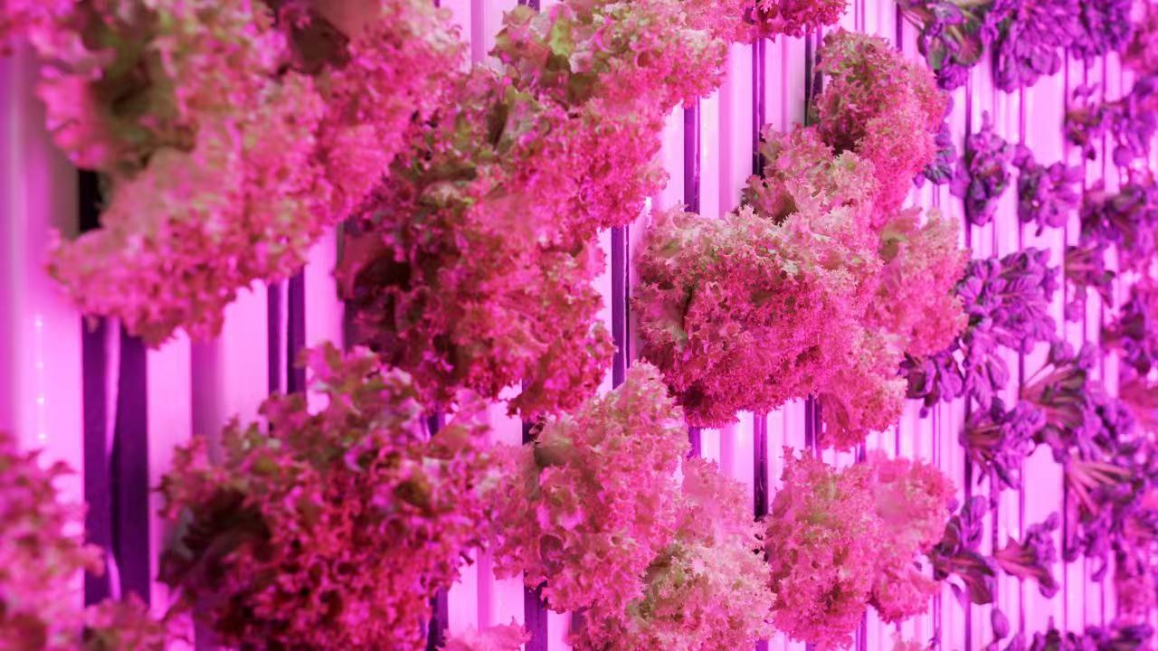 Hydroponic ZIP Container Farming - Lyine