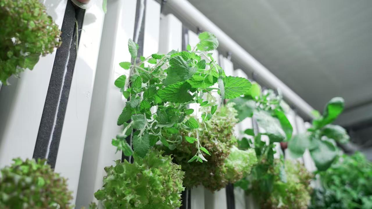 Hydroponic ZIP Container Farming - Lyine