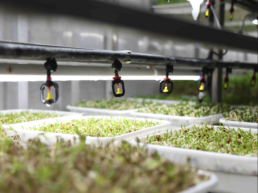 Hydroponic Fodder Container Farming - Lyine