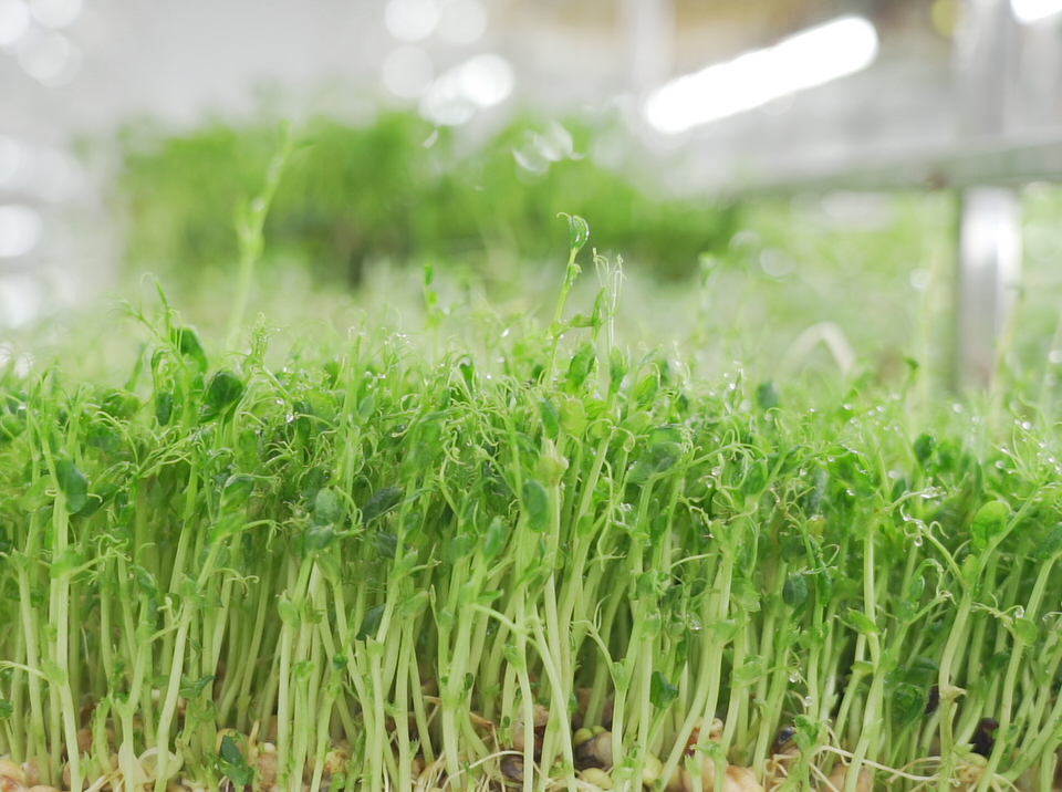 Hydroponic Fodder Container Farming - Lyine