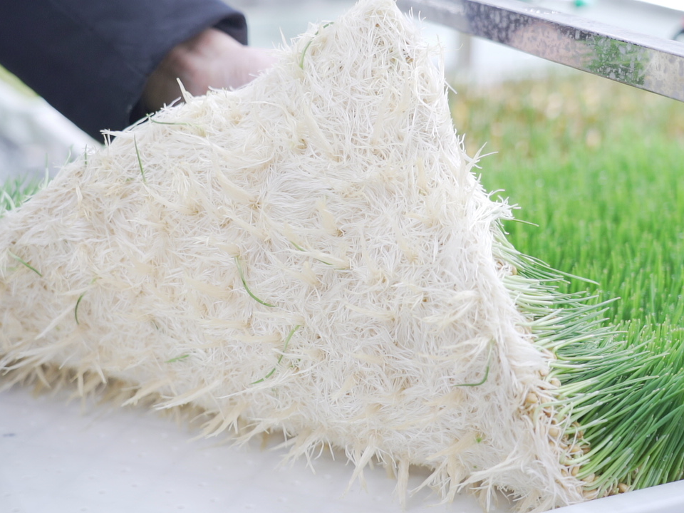 Hydroponic Fodder Container Farming - Lyine