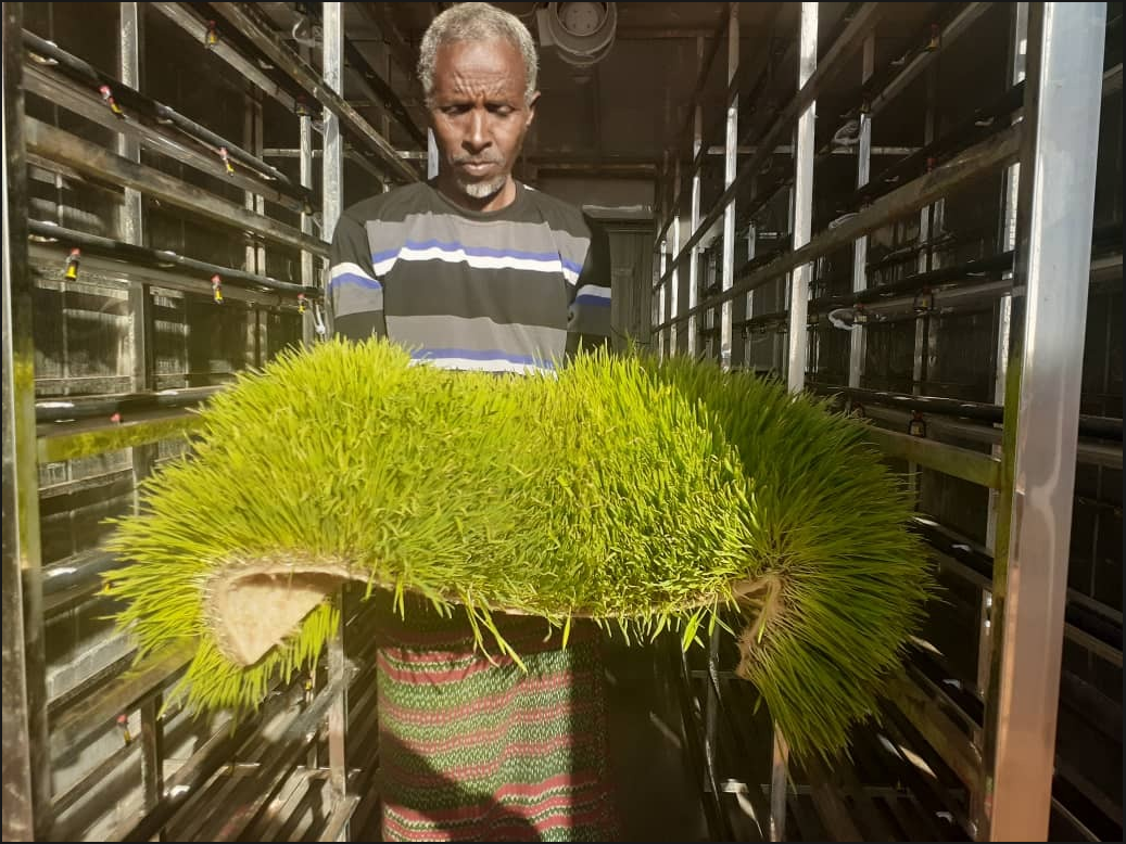 Hydroponic Fodder Container Farming - Lyine