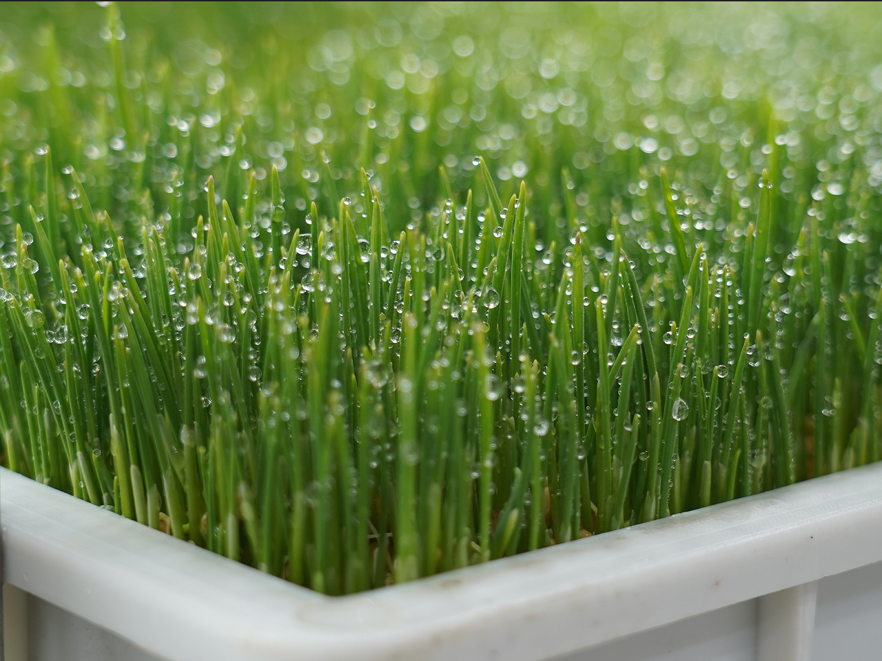 Hydroponic Fodder Container System – High-Yield Livestock Feed Solution ...