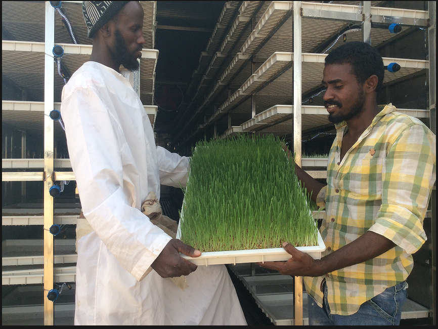 Hydroponic Fodder Container Farming - Lyine