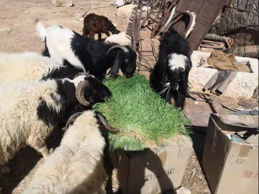 Why Is Hydroponic Fodder Popular on Farms? | Lyine