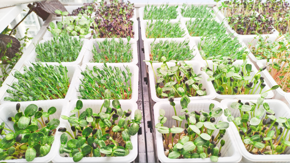 Commercial Microgreens Growing System LYINE Hydroponic Setup | Lyine