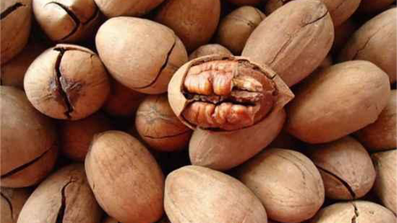 Pecan Dryer Machine - Jimu