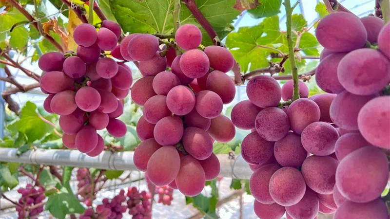 Grape Dryer Machine - Jimu