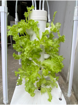 Hydroponics Enthusiasts Use Hydroponic Tower to Grow - Lyine