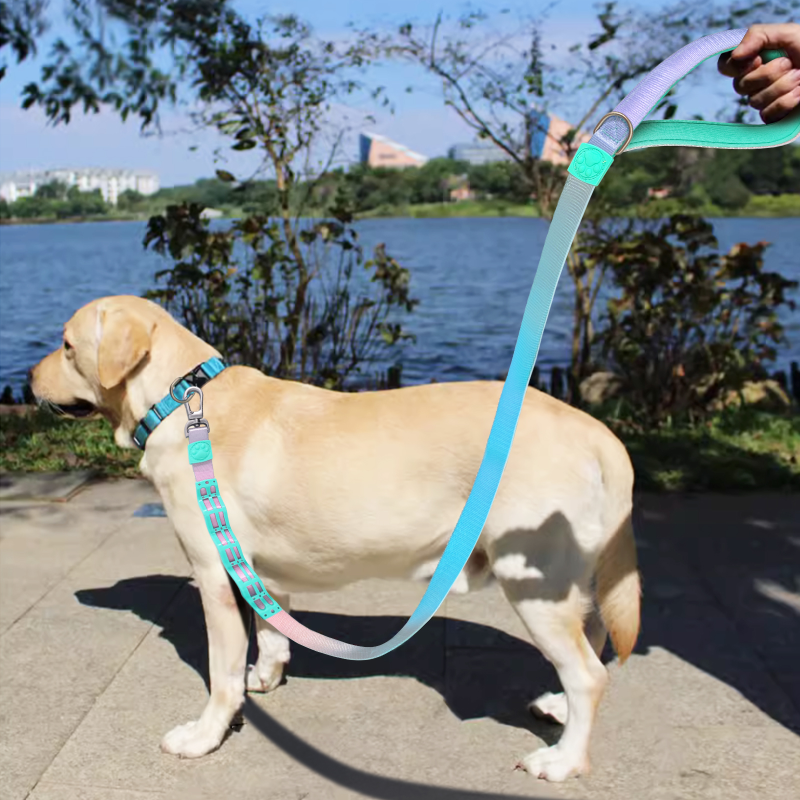 Choosing the Right Leash Length for Your Dog: a Comprehensive Guide