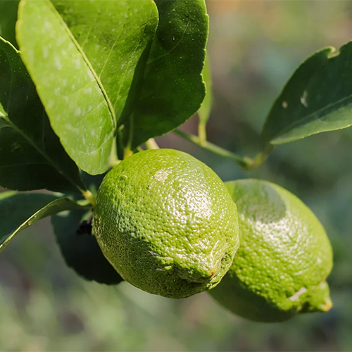 Understanding of Lime Essential Oil | Puraeo