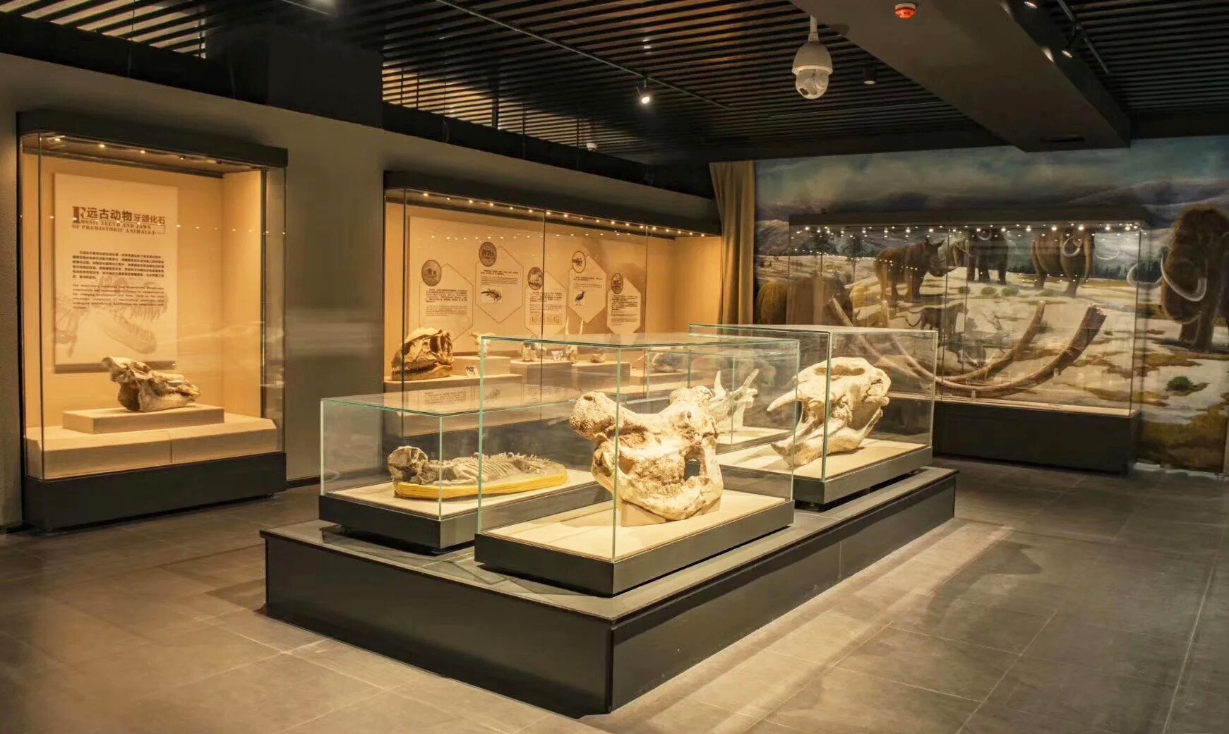 Professional Custom Museum Displays High-End Museum Pedestal Display ...