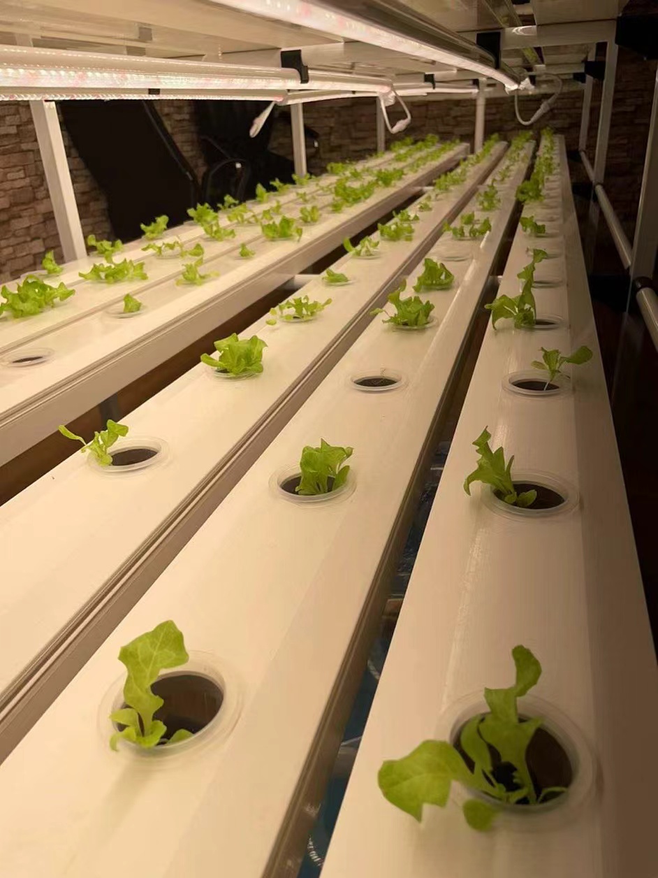 UAE Hydroponics NFT System | Lyine