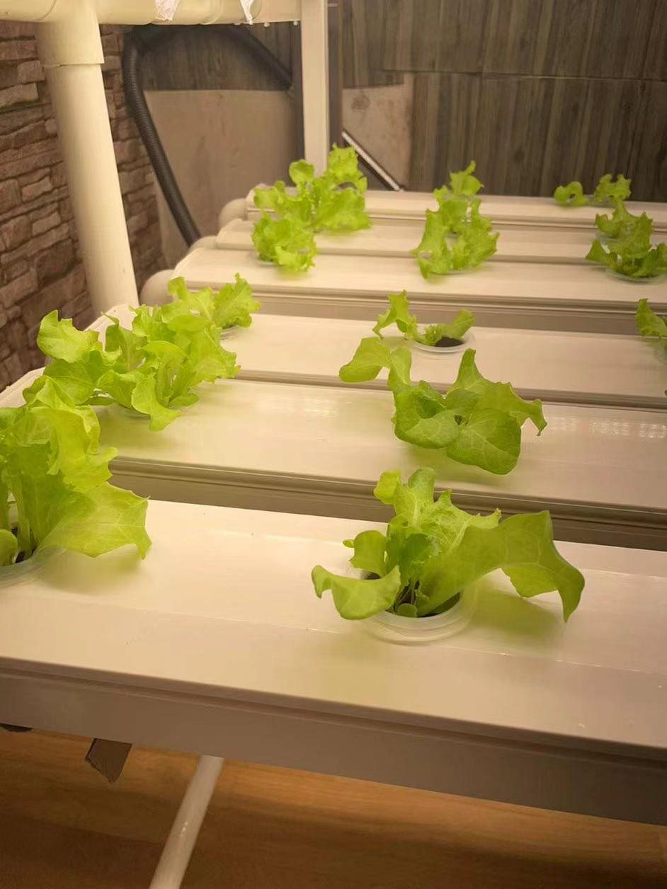 UAE Hydroponics NFT System | Lyine