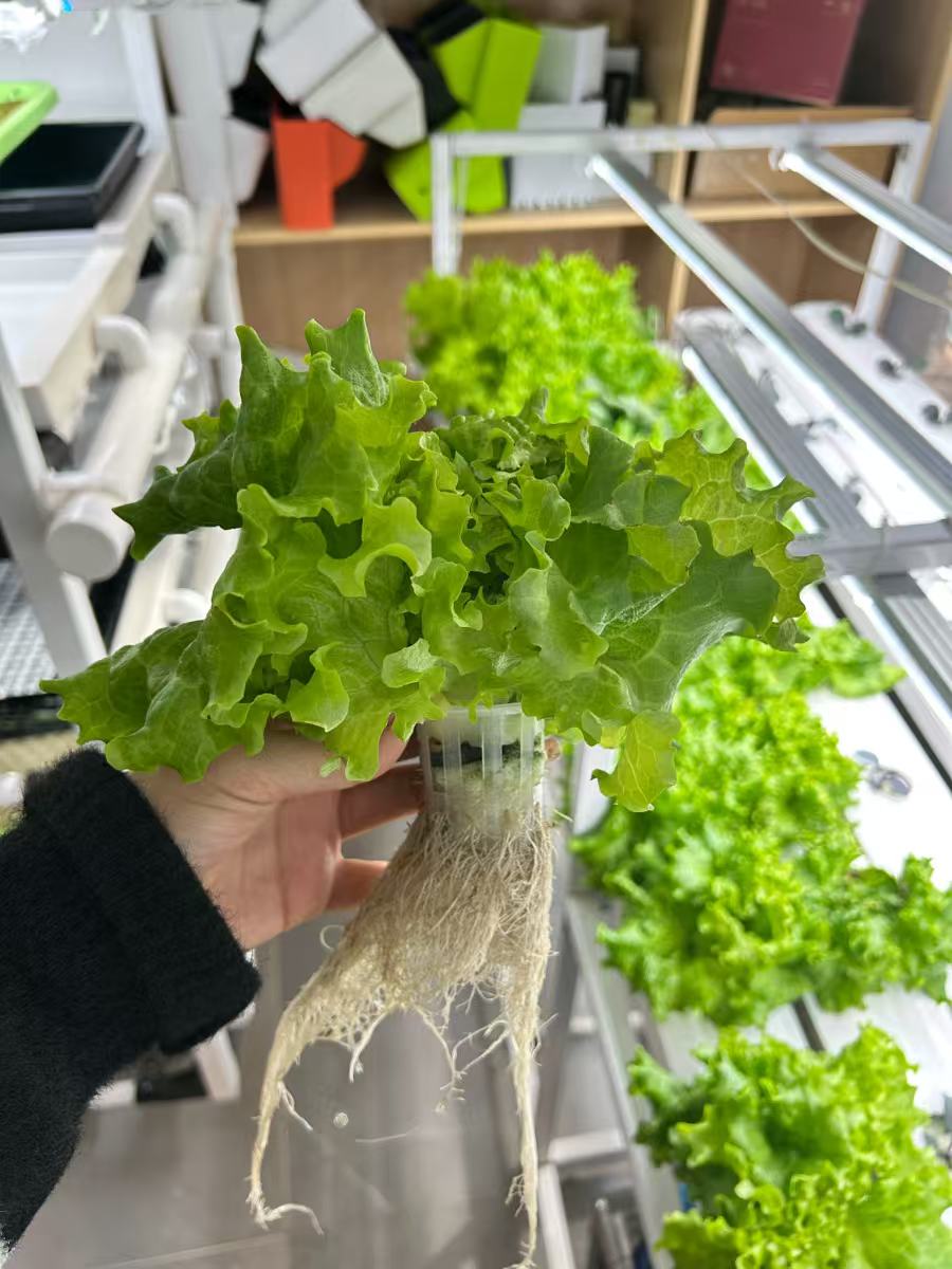 How to Grow Lettuce Hydroponically at Home? | Lyine