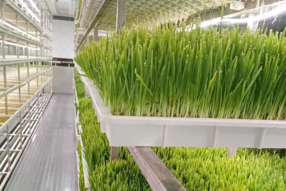 Australia Farm Ordered Hydroponic Fodder Container | Lyine