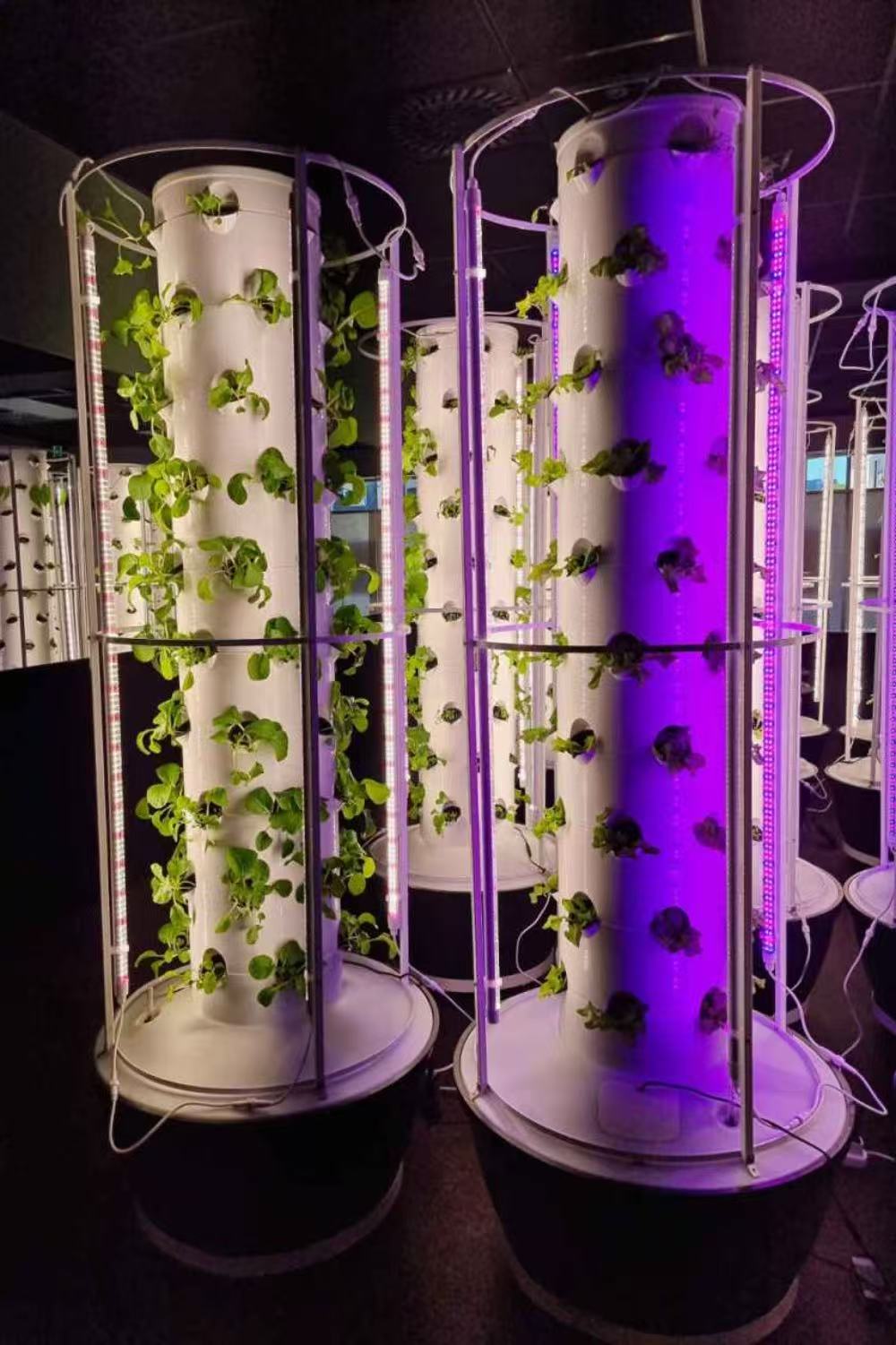 Suriname Farm Uses Hydroponic Tower System for High Yielding Vegetables ...