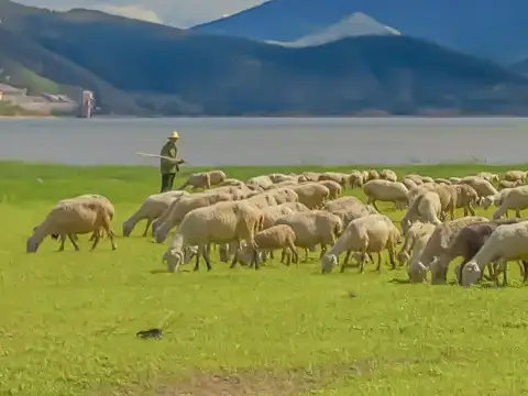 How to Effectively Drench Sheep and Manage Drench Resistance