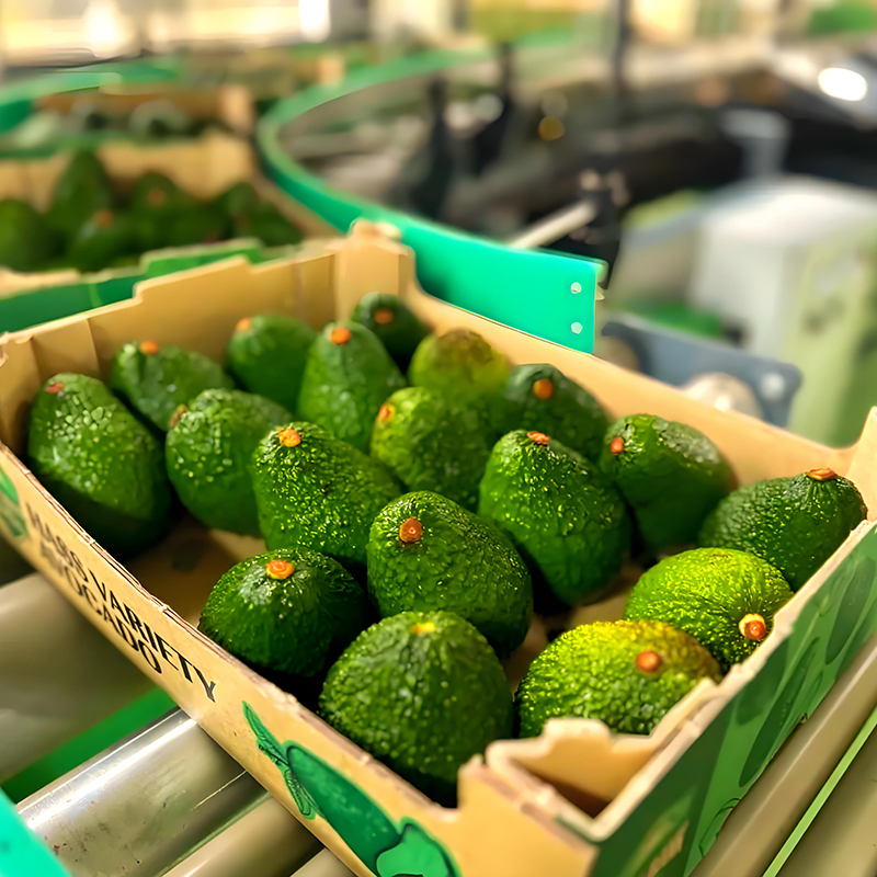 Alvado Pulp Dryer Machine | Jimu