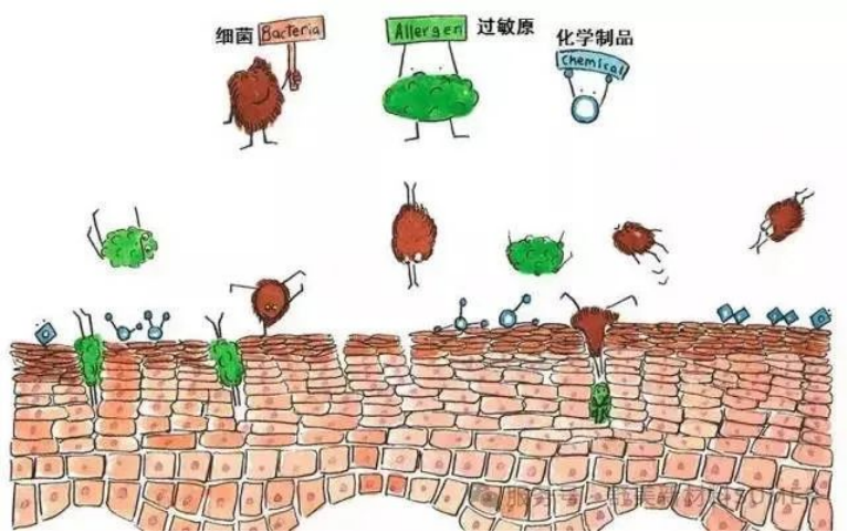 Skin "Armor Guardian" | Recombinant Humanized Filaggrin | NIKOO Chemical