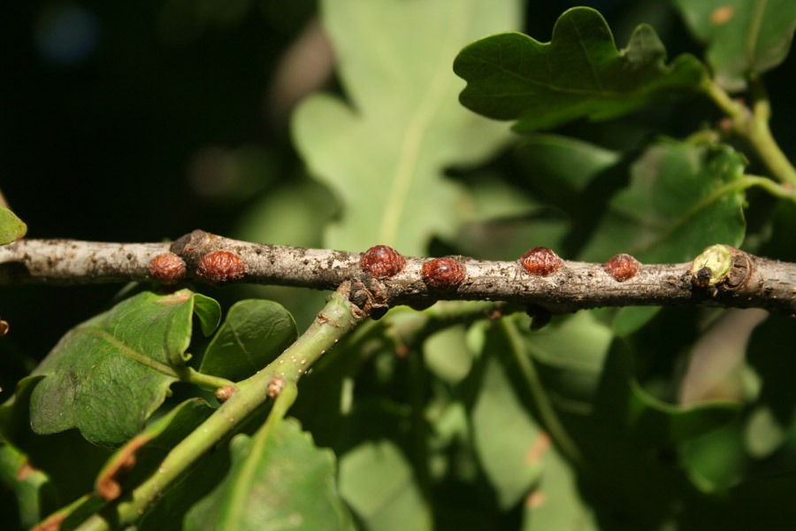 Kuwana Oak Scale Management