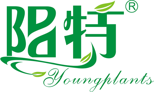 Schefflera ‘Gerda’: Pot Size, Pinching and Finishing Tips | Young Plants