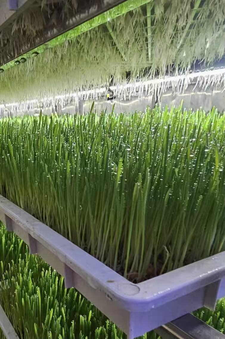 Israel 1500kg Hydroponic Fodder Container Farming | Lyine