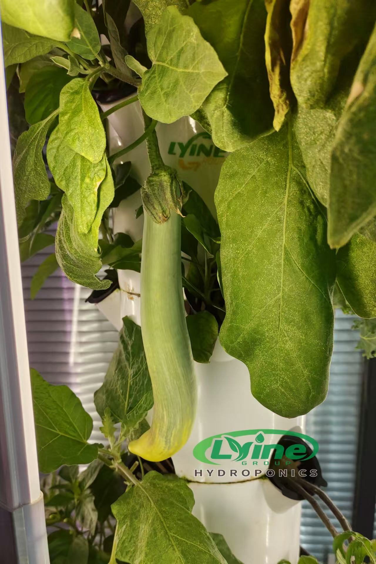 Mini Home Farm in Italien mit Hydroponic Tower System | Lyine