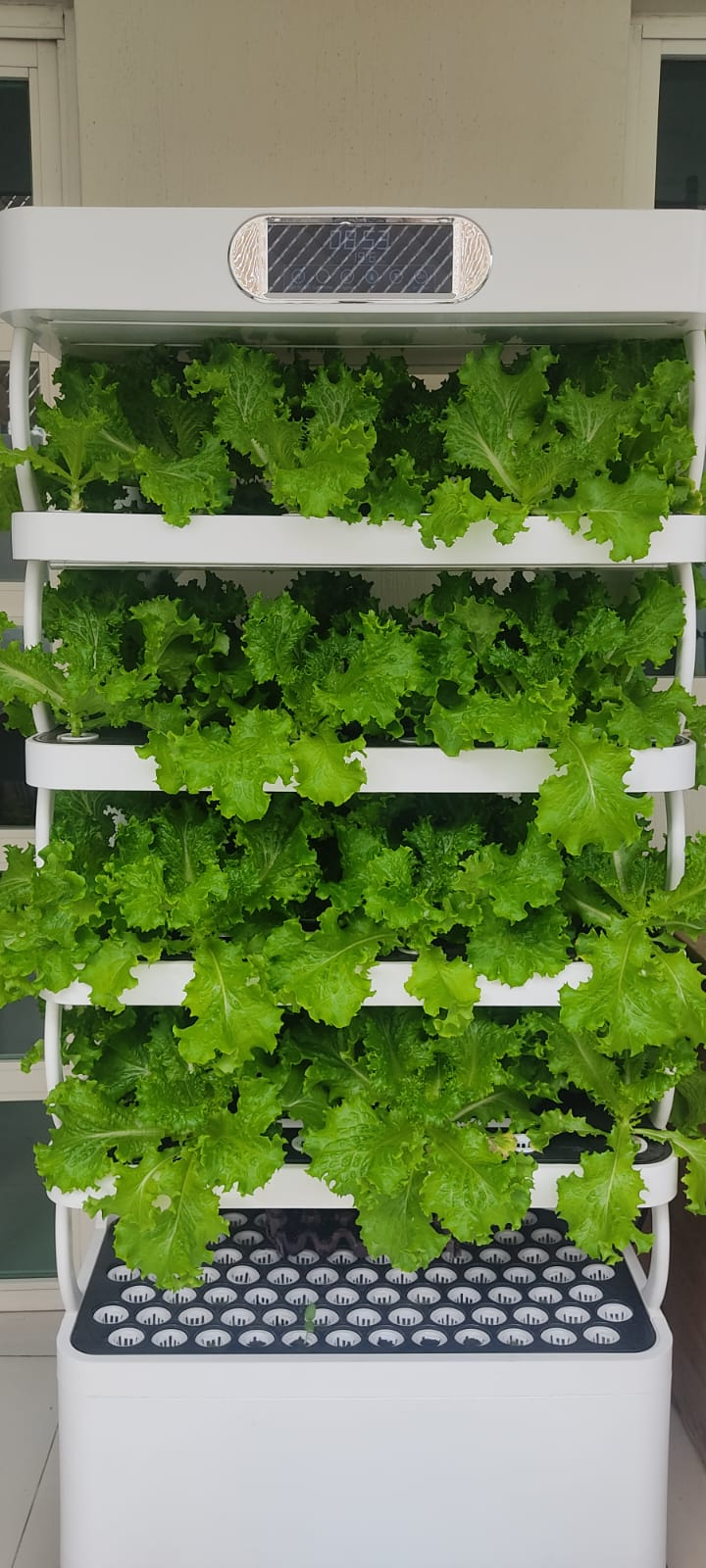 Traditional Farmer in Italy Transitions to Hydroponics with Indoor Smart Growing Cabinet | Lyine