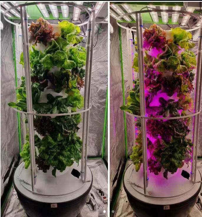 Vertical Hydroponic Tower for Indoor Vegetable Growing in Canada | Lyine