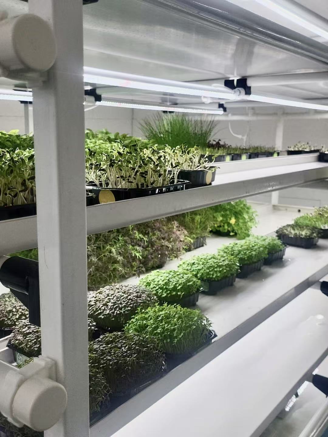 Spain Customer Grows Microgreens with Easy to Use Hydroponic System for ...