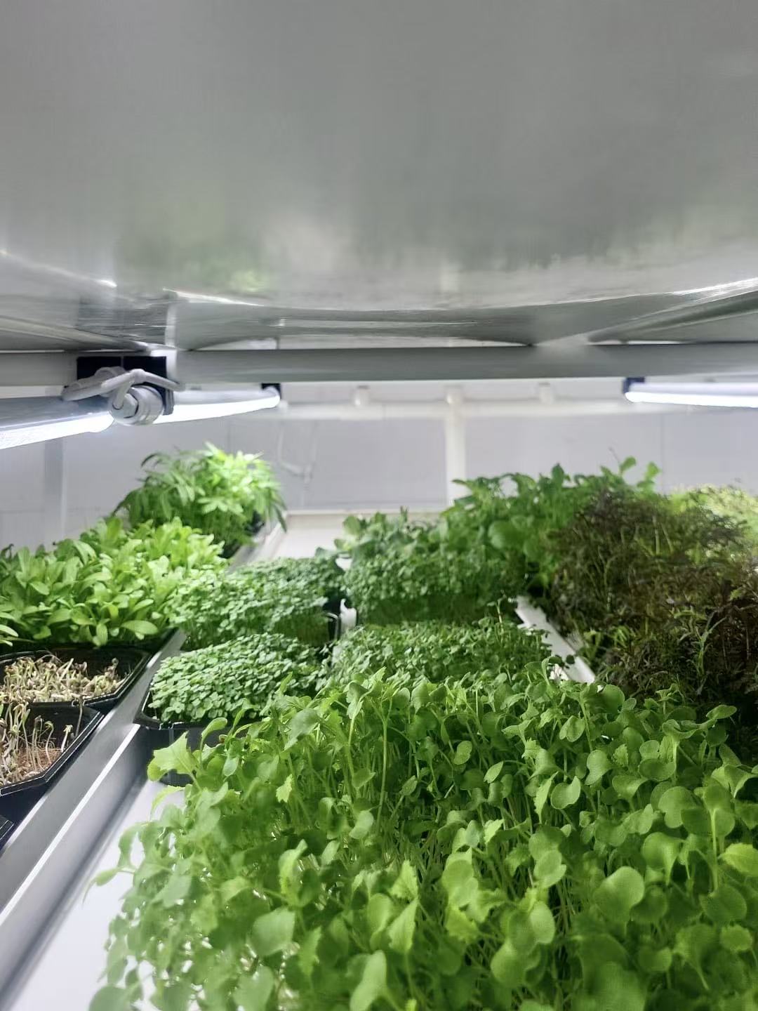 Spain Customer Grows Microgreens with Easy to Use Hydroponic System for ...