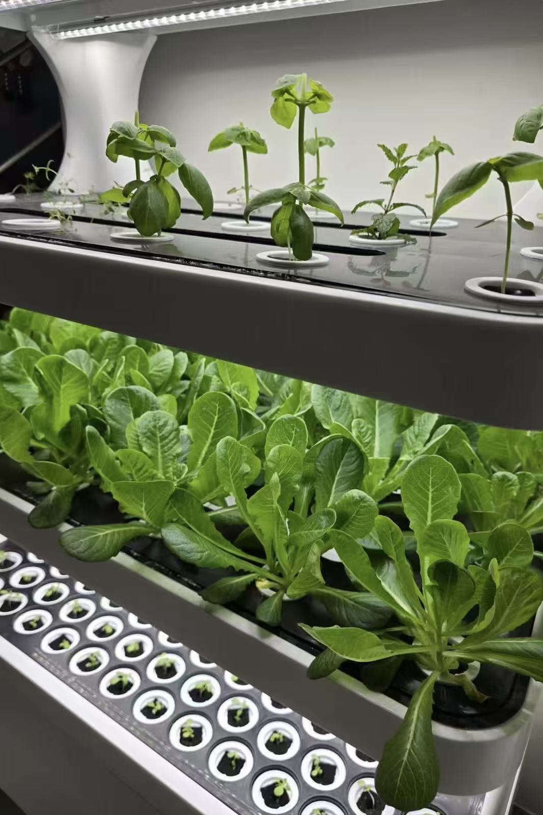 Smart Hydroponic Growing Cabinet for Australia Homes | Lyine