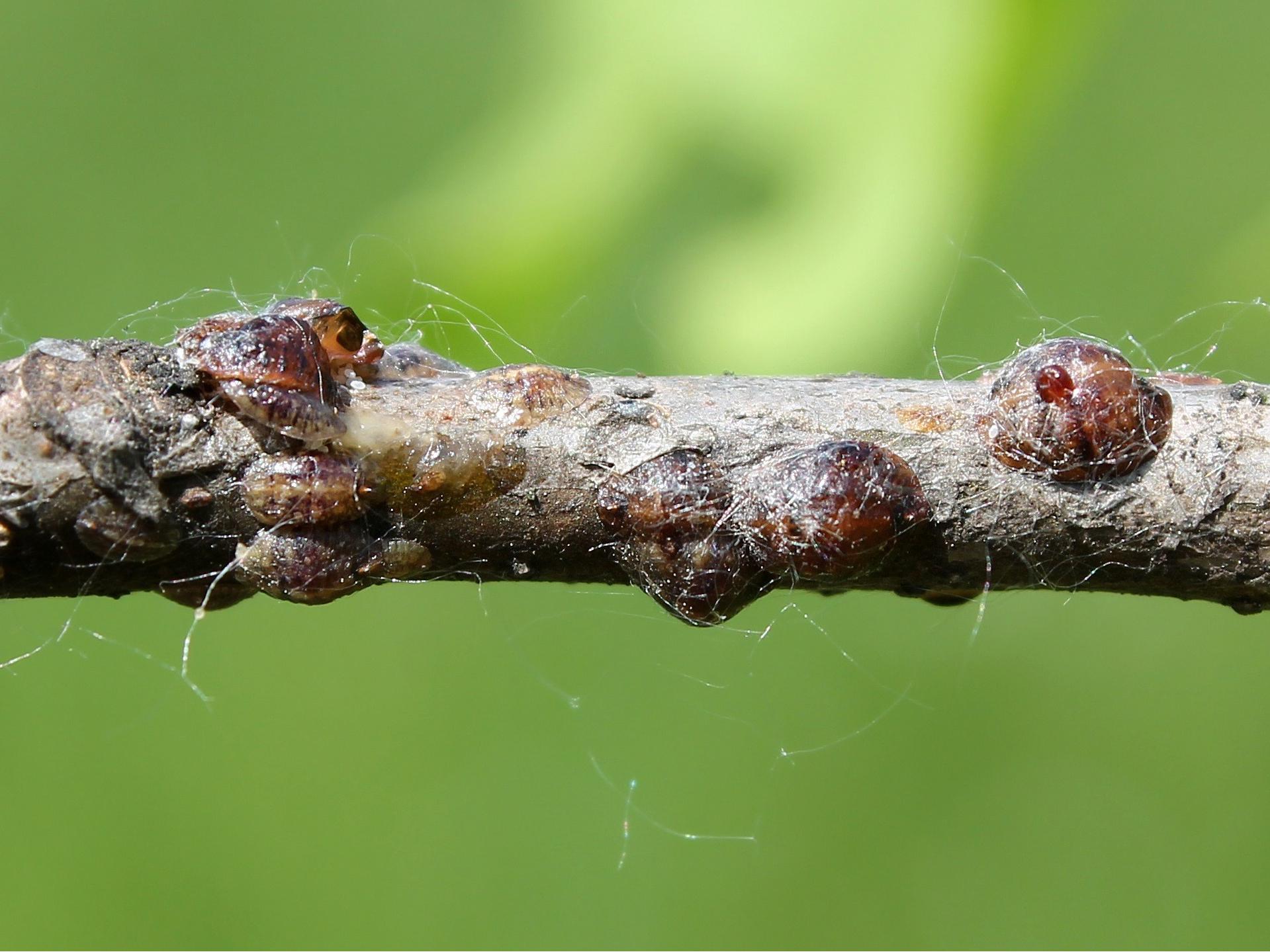 Are Scale Insects Harmful? to Plants and Humans Explained