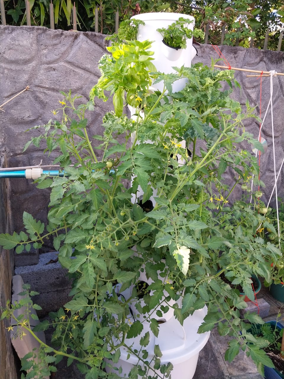 Ireland Customer Starts Vegetable Growing with 4P6 Hydroponic Tower ...