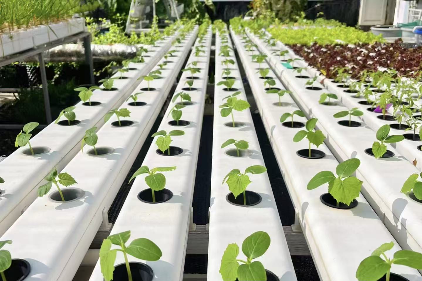 El sistema hidropónico NFT en invernaderos aumenta la producción de ...