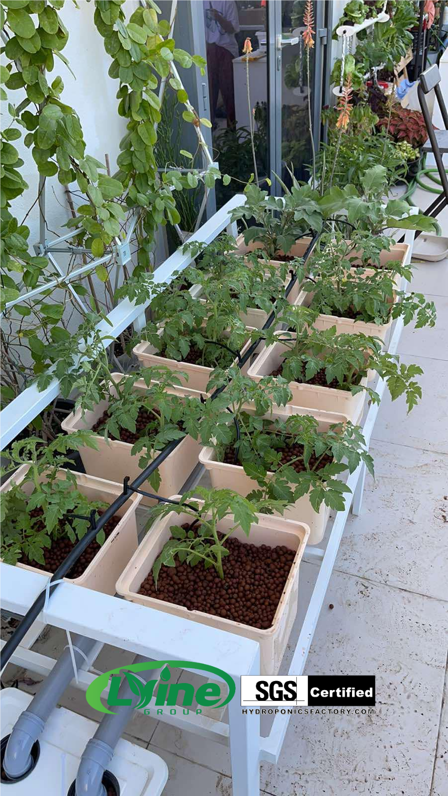 Hoogproductief Dutch Bucket Hydroponic-systeem voor tomaten en ...