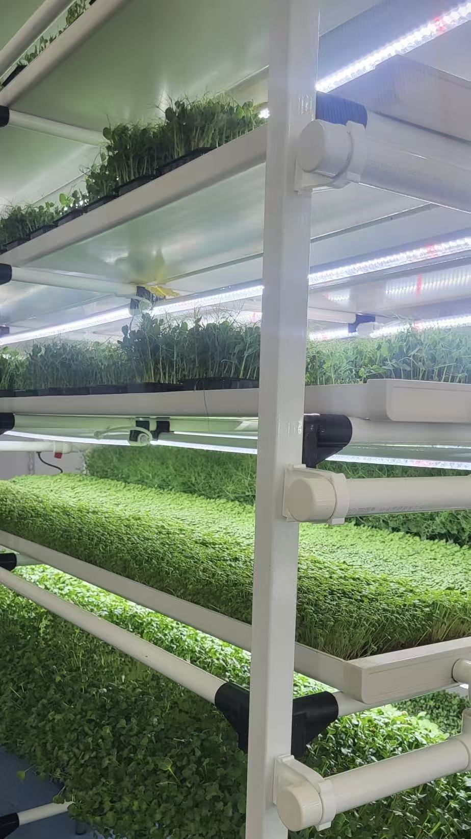 Hydroponic Microgreens System Boosts Farm to Table Dining in US ...