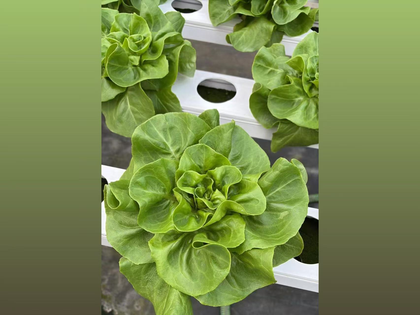 Hydroponic Greenhouse Project by Regular Client in Germany with NFT ...